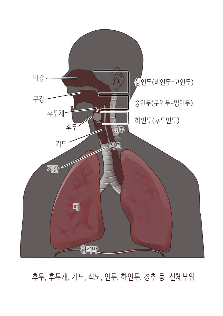 서울 신림 보컬학원 Gvt 2 후두 And 성대의 구조 기능과 역할턱벌리기 메커니즘 네이버 블로그